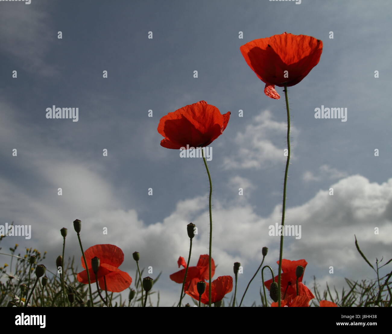 flower, plant, agriculture, farming, poppy, thunder-storm, red, shine ...