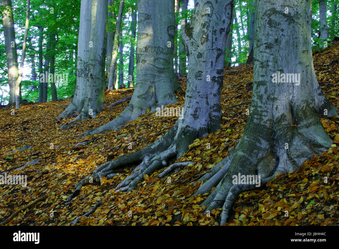 vigorous tree trunks Stock Photo - Alamy