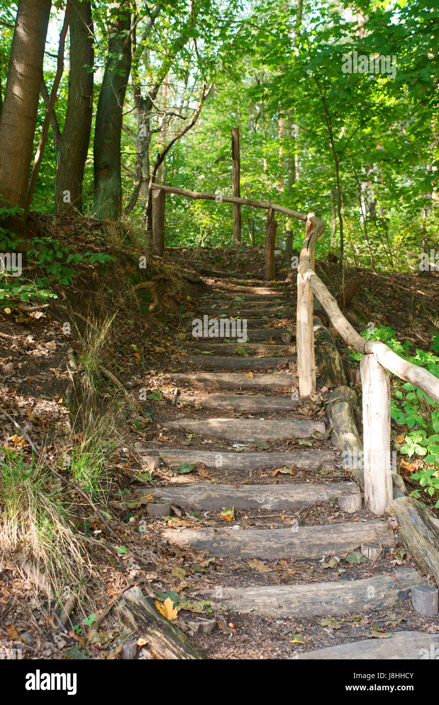 stairs in forest Stock Photo - Alamy