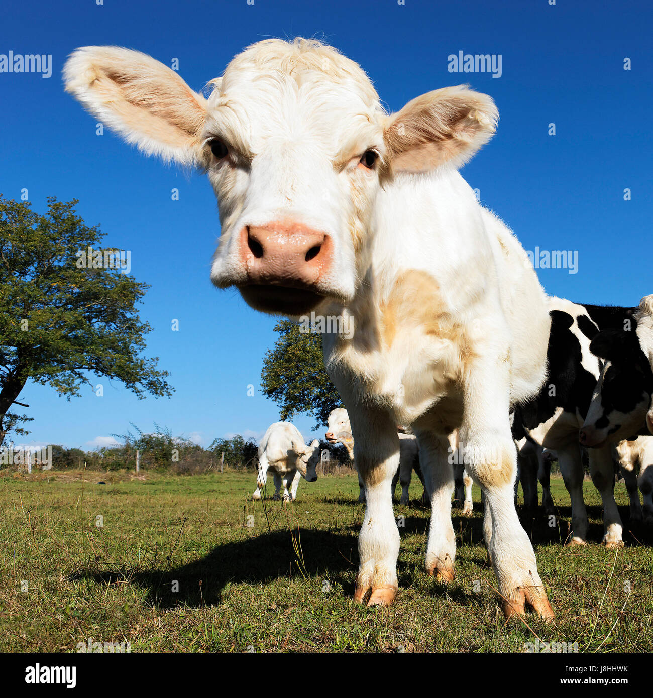 Calf eating dung hi-res stock photography and images - Alamy