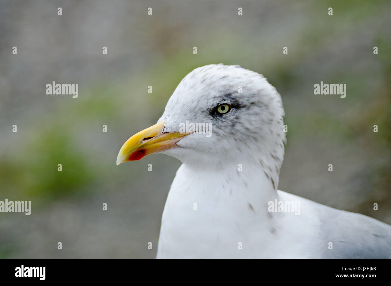 scotland, britain, seagull, gull, europe, beak, scotland, dot, beaks ...