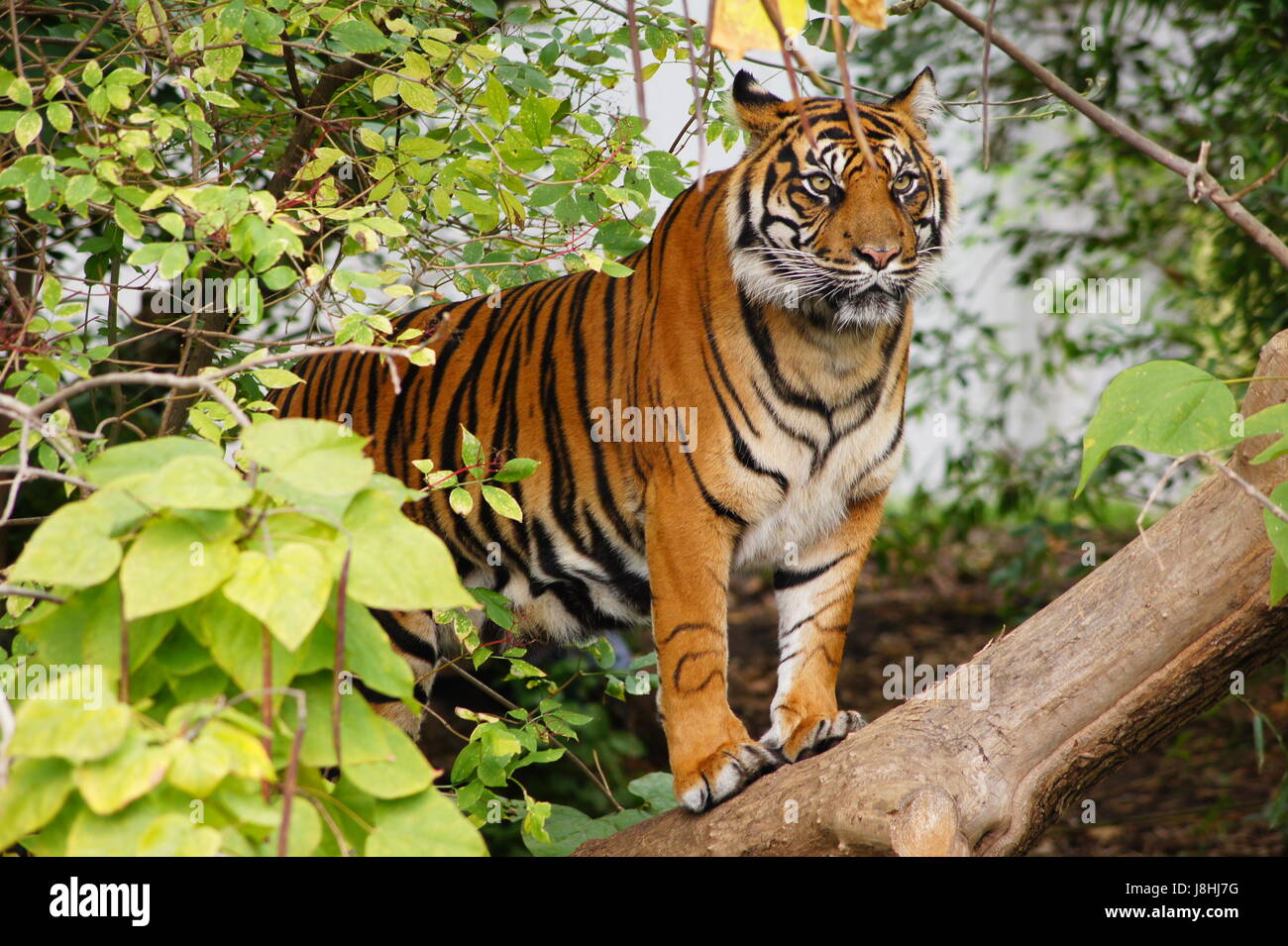 Tiger paws claws hi-res stock photography and images - Alamy