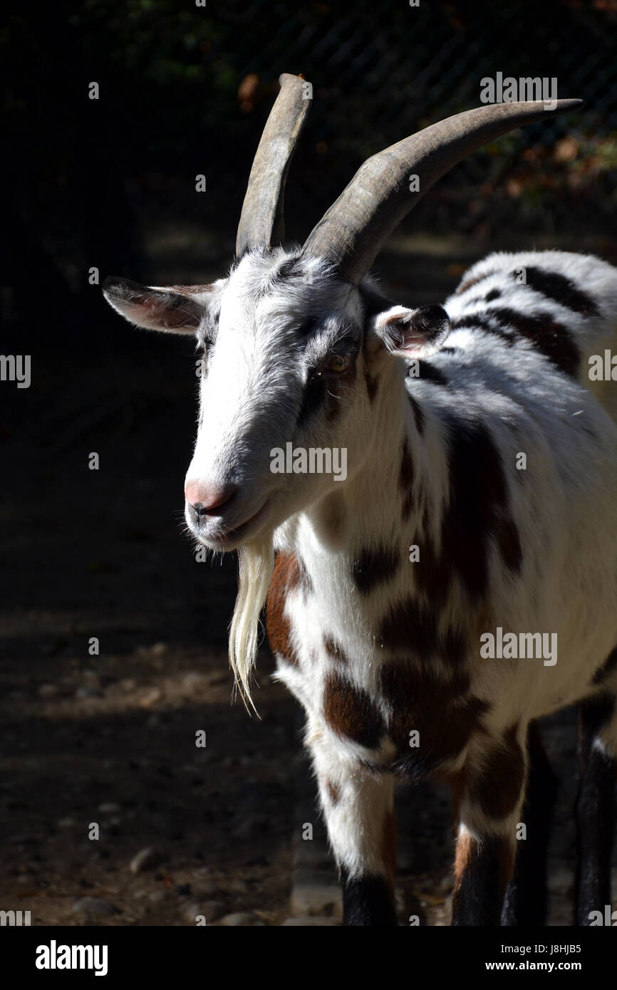 Goats munich hi-res stock photography and images - Alamy