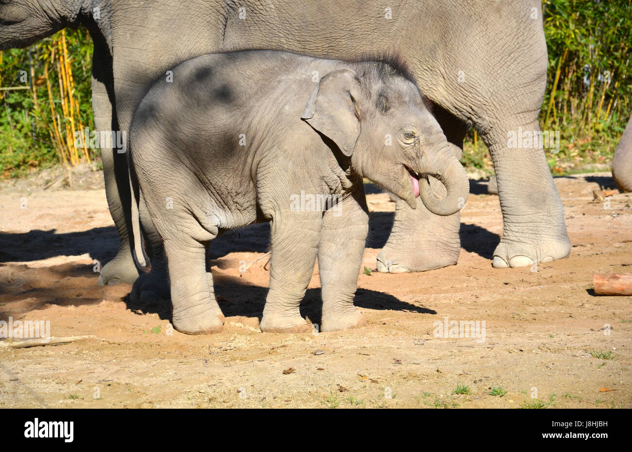Baby elephant zoo hi-res stock photography and images - Alamy