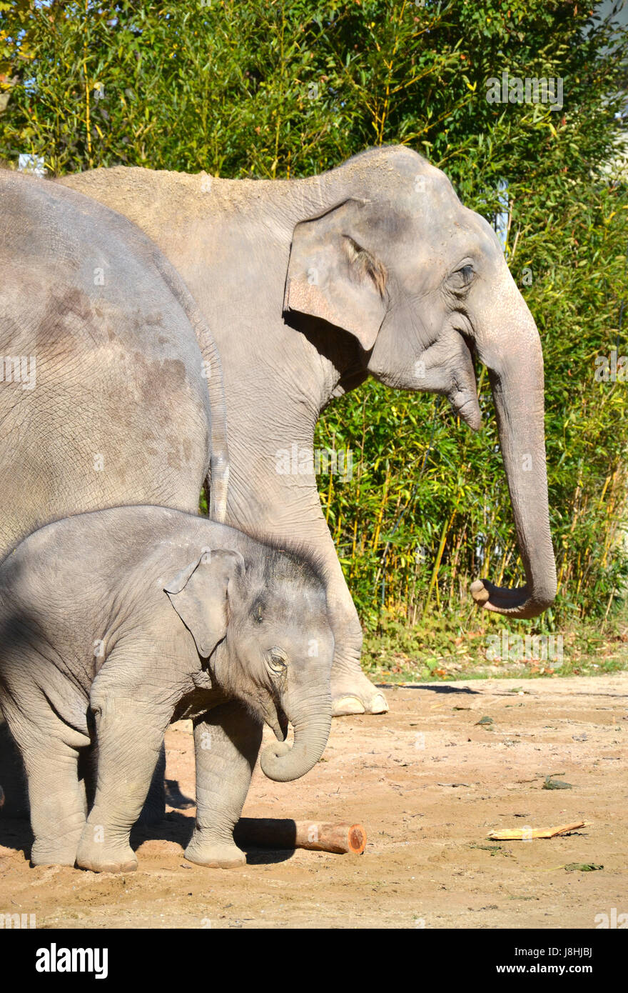 animal, elephant, zoo, elephants, cub, baby, laugh, laughs, laughing ...