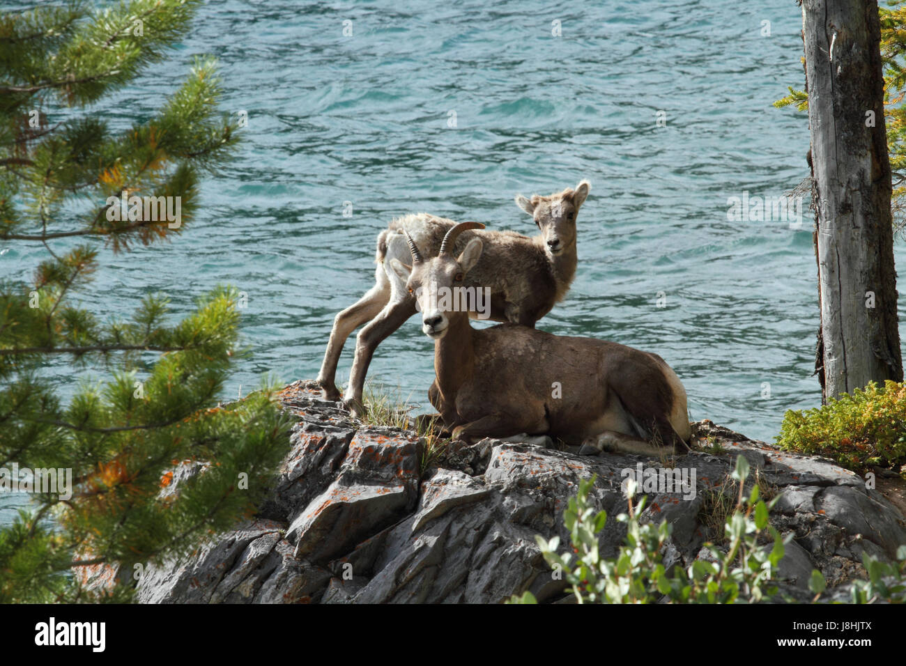 female, wild, sheep, wildlife, ewe, lamb, tree, trees, canada, fresh ...