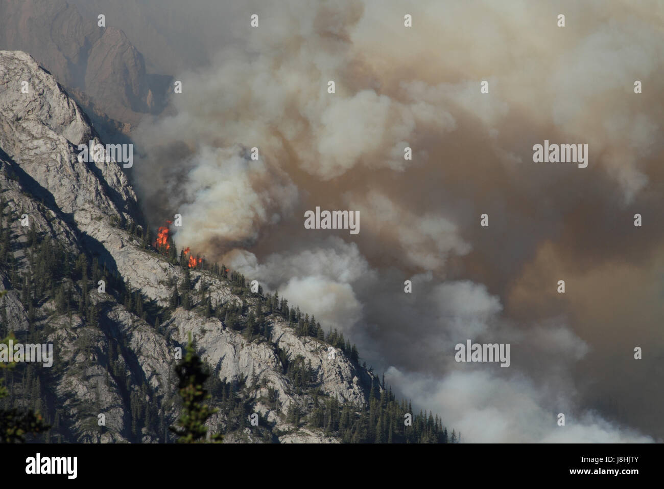 smoke, smoking, smokes, fume, tree, trees, fire, conflagration, flame ...