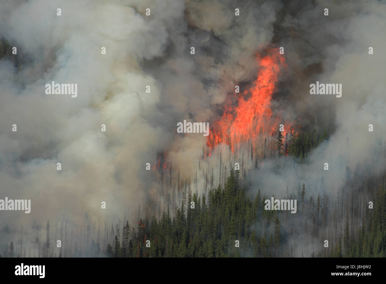 smoke, smoking, smokes, fume, tree, trees, fire, conflagration, flame ...