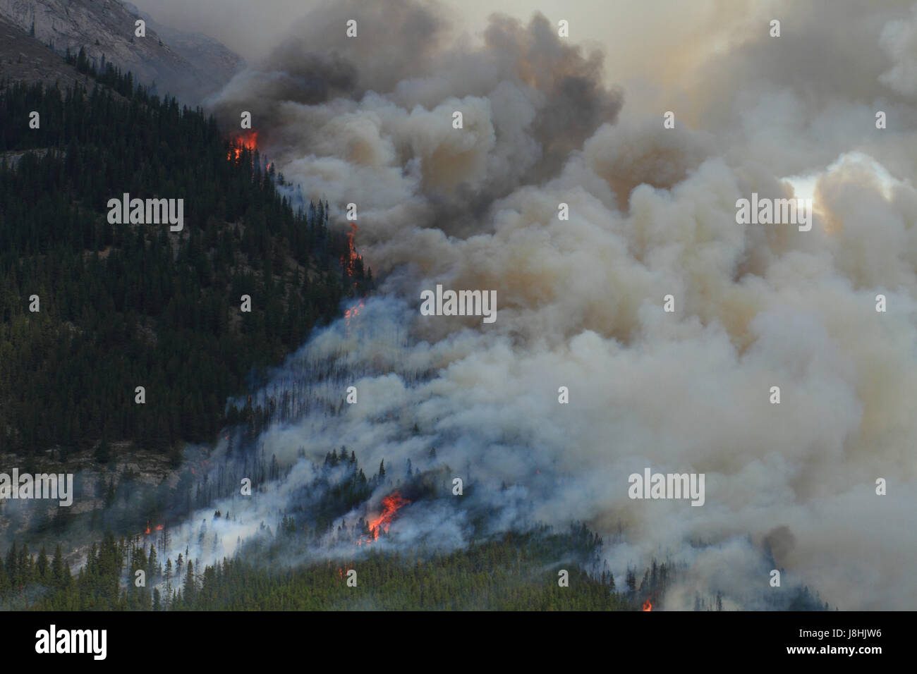 smoke, smoking, smokes, fume, tree, trees, fire, conflagration, flame ...