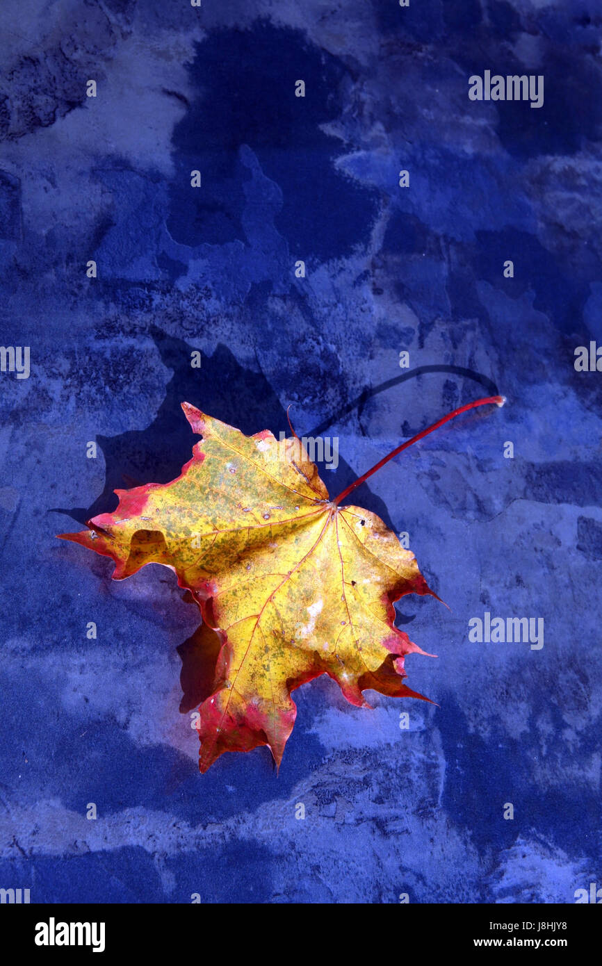 leaf, autumnal, lie, lying, lies, golden, drop, tear down, backdrop ...