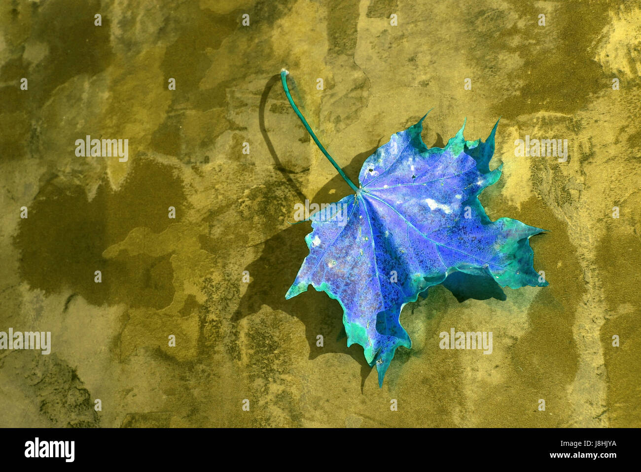 leaf, autumnal, lie, lying, lies, drop, tear down, backdrop, background ...