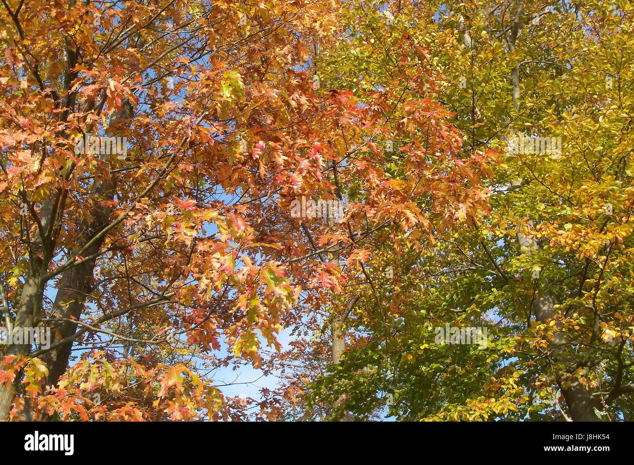 tree, trees, leaves, forest, foliage, fall, autumn, tree, trees, leaves ...