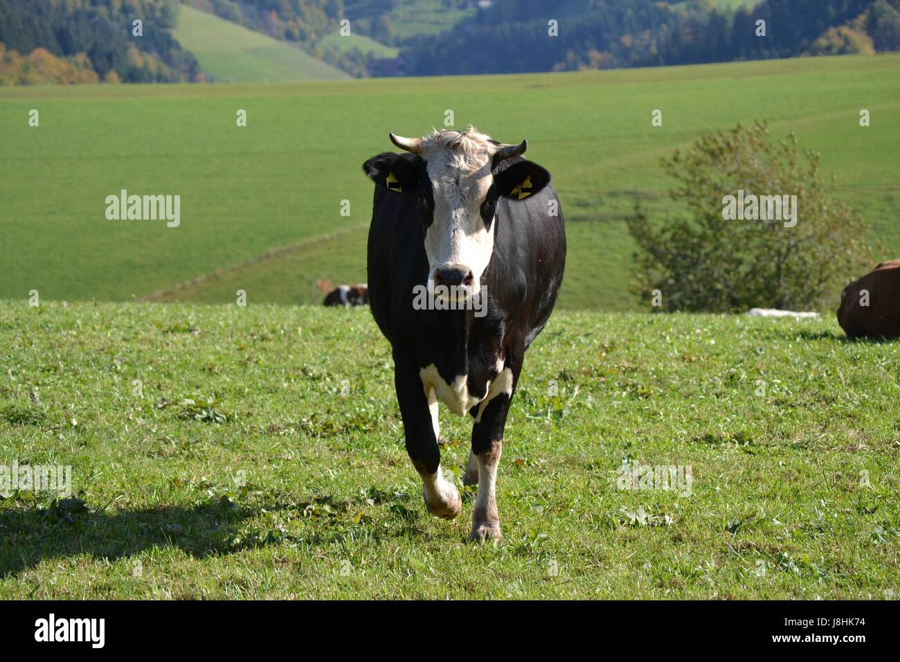 Cow attack hi-res stock photography and images - Alamy
