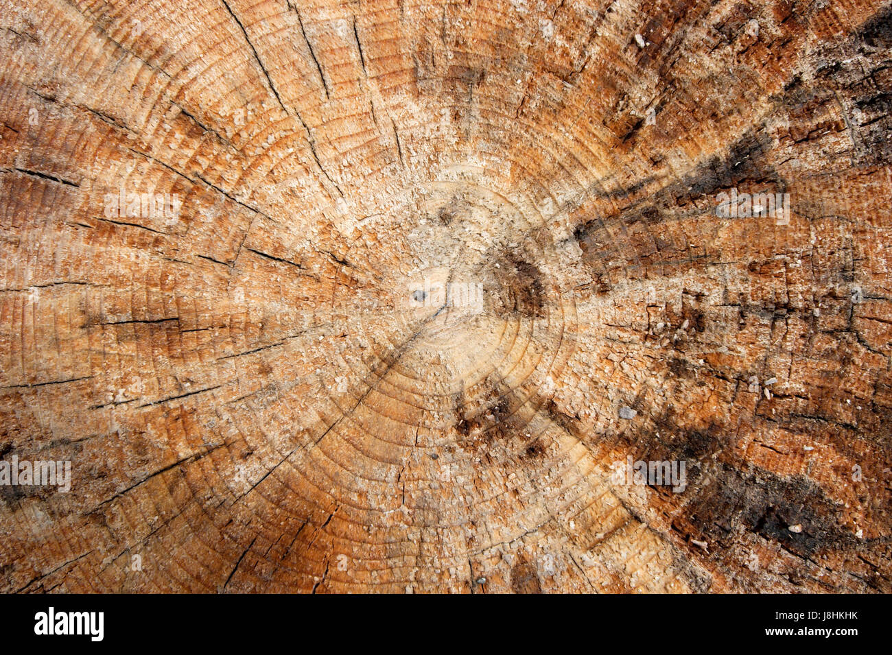 big, large, enormous, extreme, powerful, imposing, immense, relevant ...