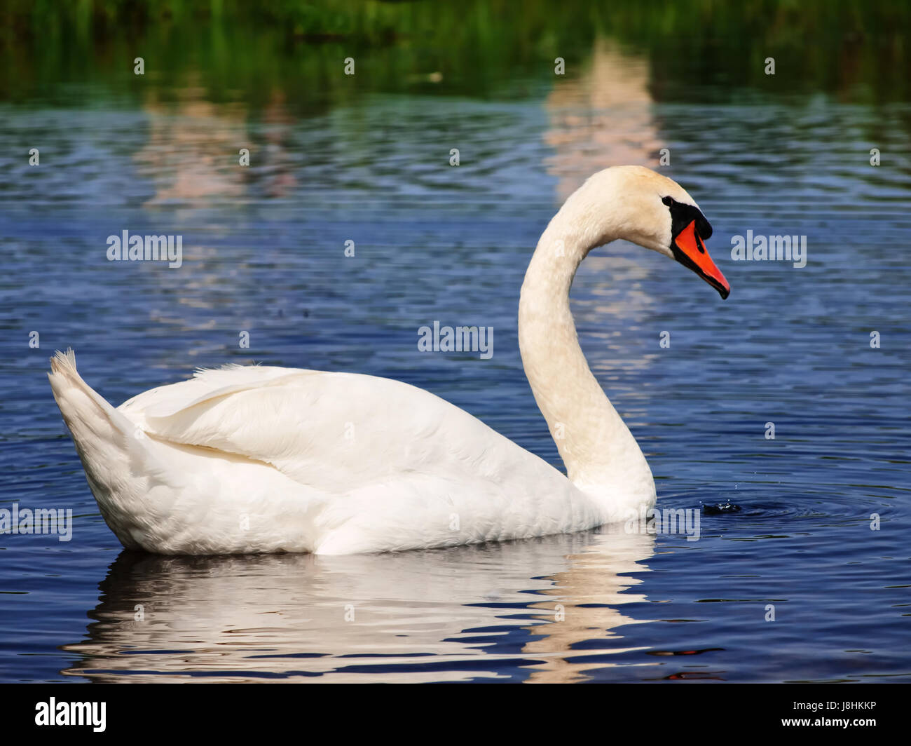 bird, swan, animal, bird, wild, swan, reflection, wildlife, sight, view ...