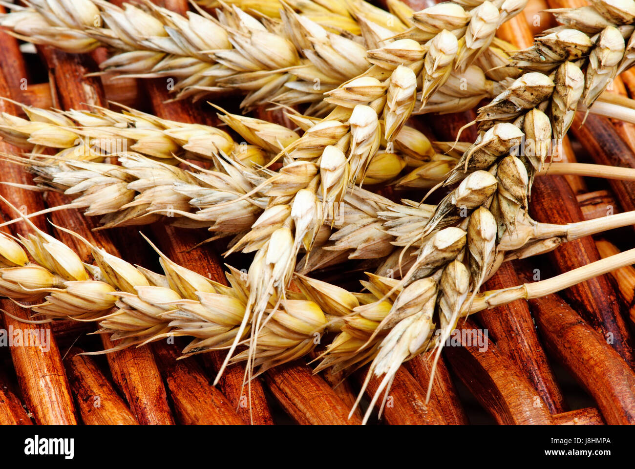 grain, kitchen, cuisine, wheat, corn, spike, cereal, eating, eat, eats ...