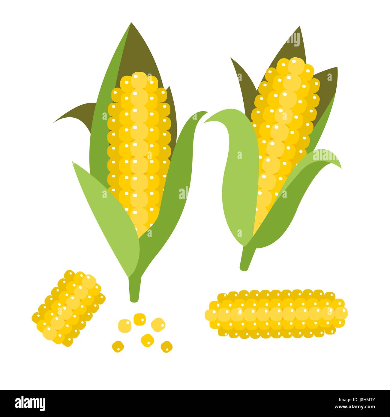 Corn vector illustration. Maize ear or cob. Yellow sweetcorn and seeds ...