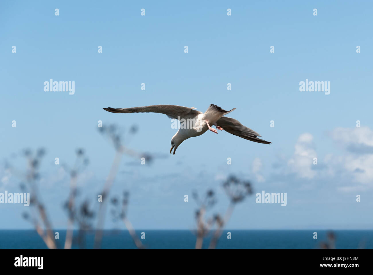 flight, bird, heaven, paradise, wings, cornwall, seagull, gull ...