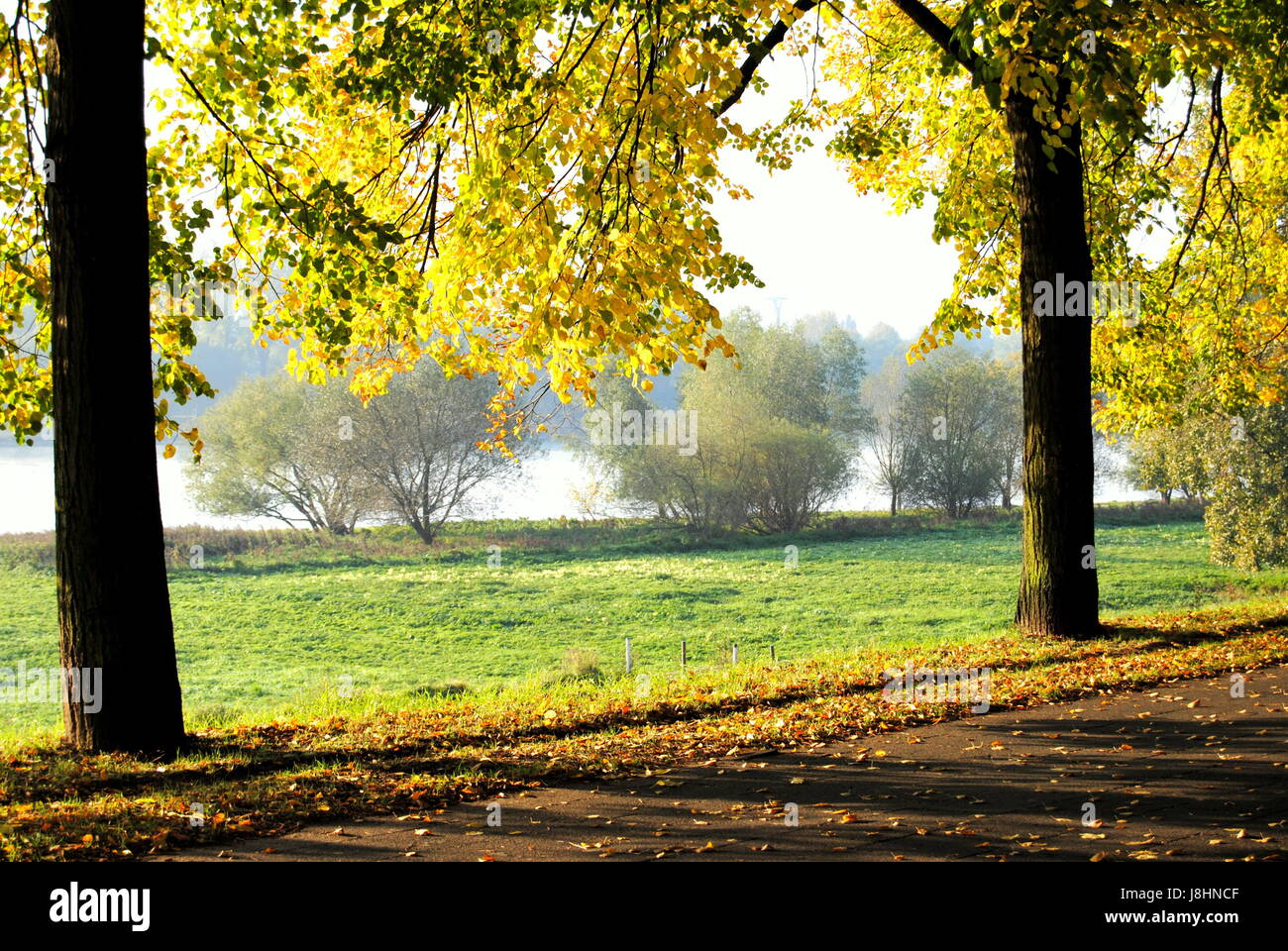 haze, autumn foliage, fall, autumn, tree, trees, trunk, fog, haze ...