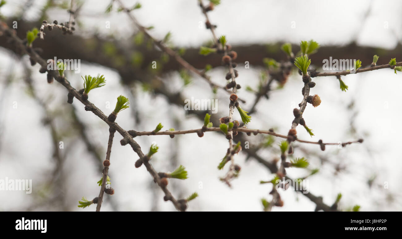 larch tree branch in spring Stock Photo - Alamy