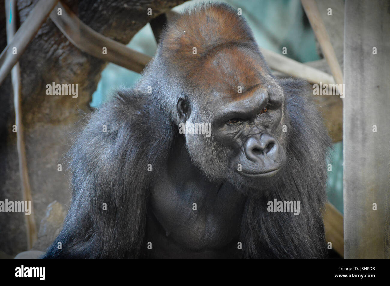Gorilla close up hi-res stock photography and images - Alamy