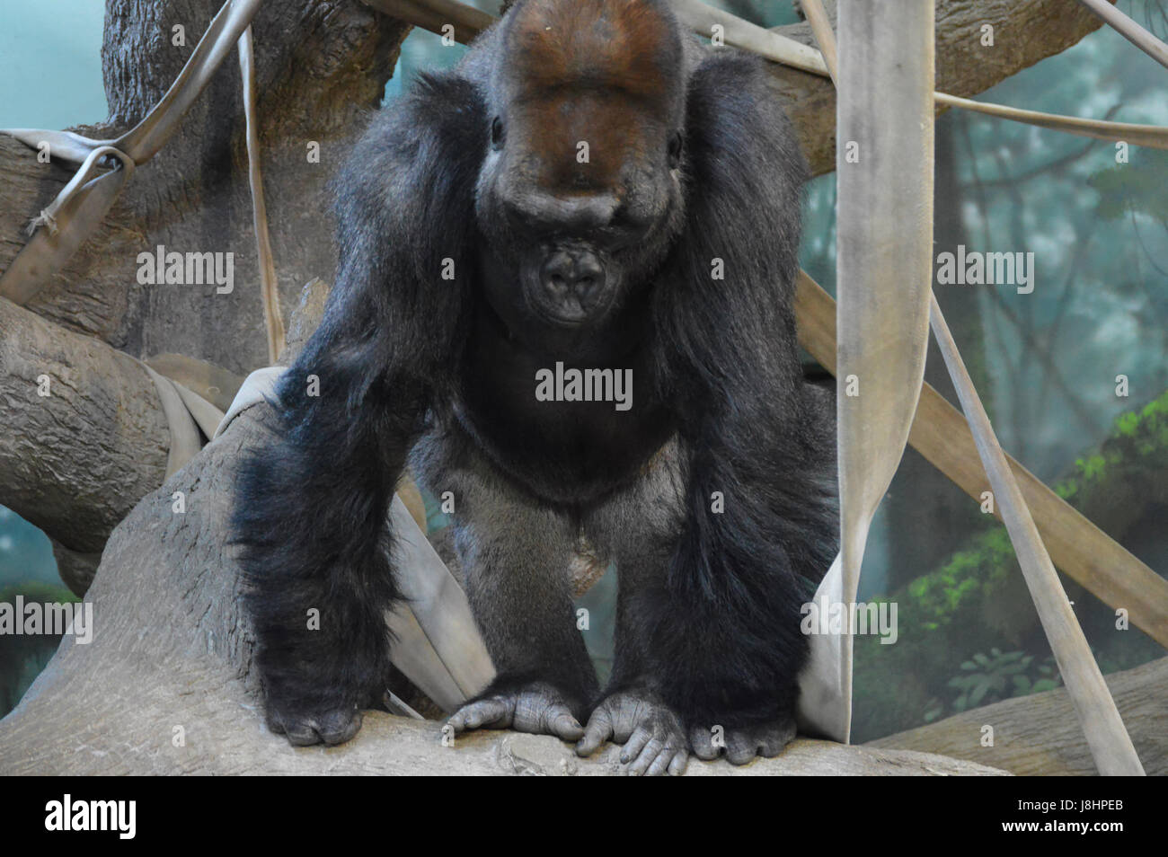 Strong gorilla hi-res stock photography and images - Alamy