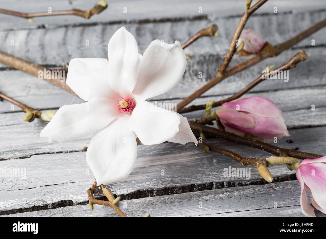 flowers magnolia on wood table. Magnolia stellata . Still life Stock ...