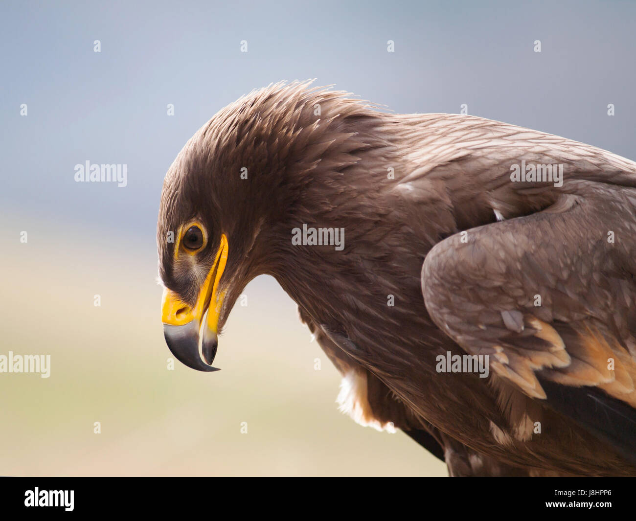 Portrait of steppe eagle - Aquila nipalensis Stock Photo - Alamy