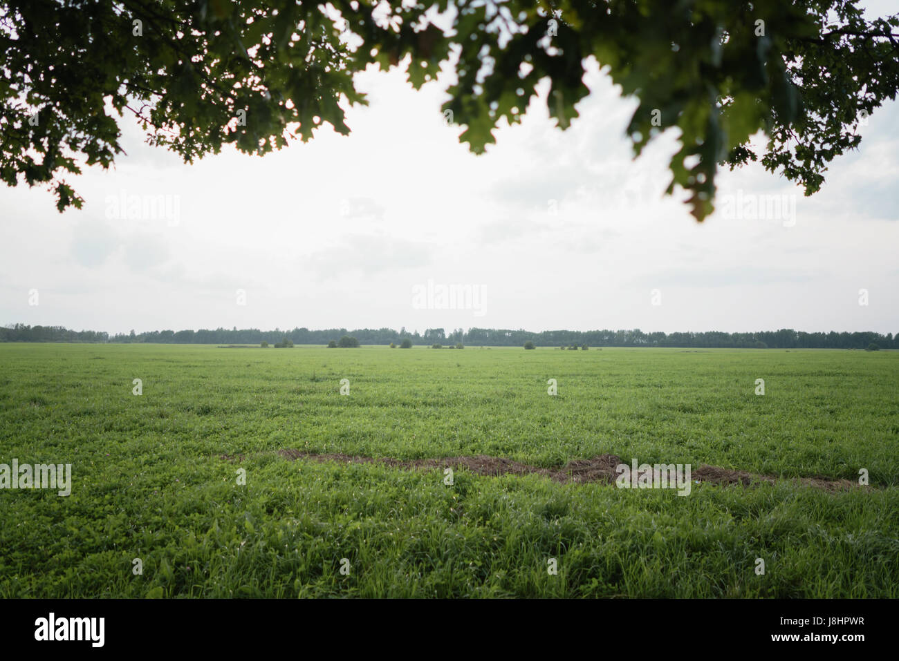 field under the tree scene in summer day Stock Photo - Alamy