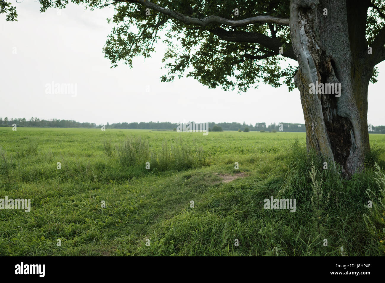 field under the tree scene in summer day Stock Photo - Alamy