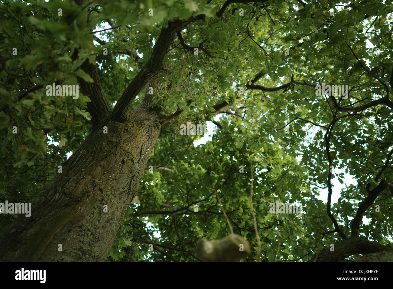 closeup old oak tree low angle shot Stock Photo - Alamy