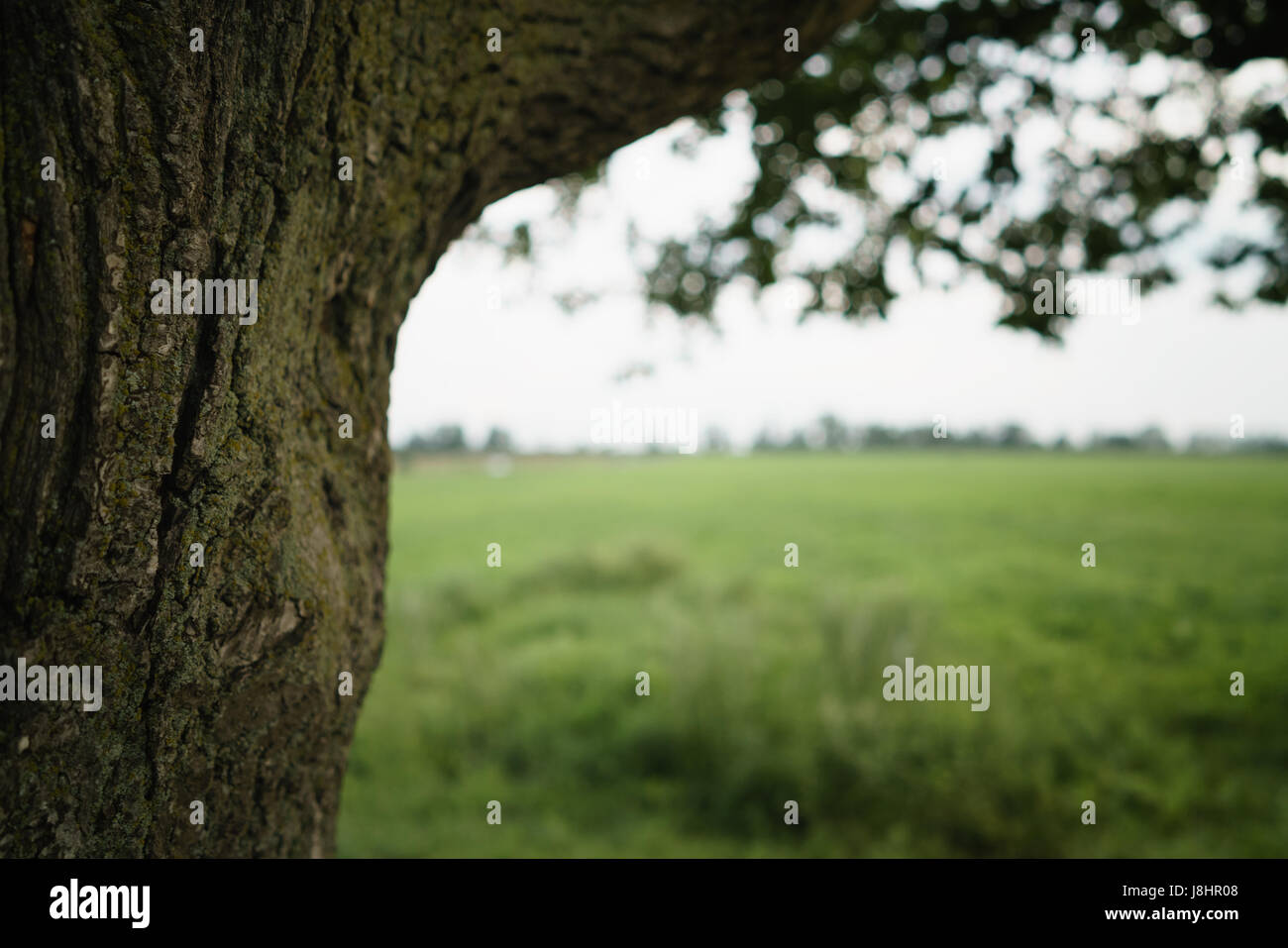field under the tree scene in summer day Stock Photo - Alamy