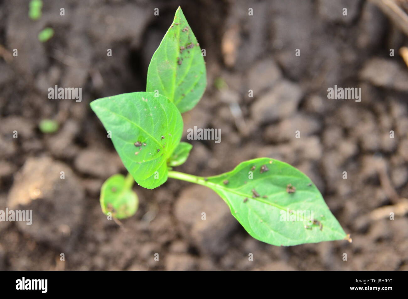 The plant sprouts through the earth. Macro photography Stock Photo - Alamy