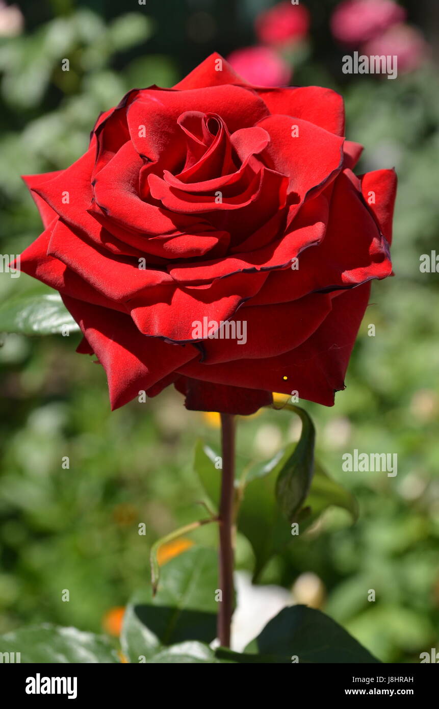 Single red rose on grass hi-res stock photography and images - Alamy