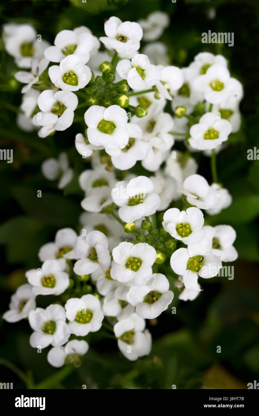 flower, flowers, plant, hedge, bloom, blossom, flourish, flourishing ...