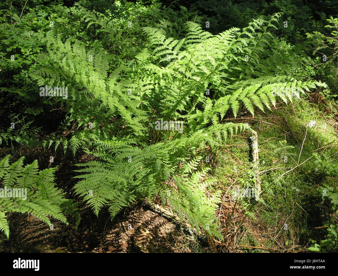 butterfly, hike, go hiking, ramble, black forest, migrate, nature ...