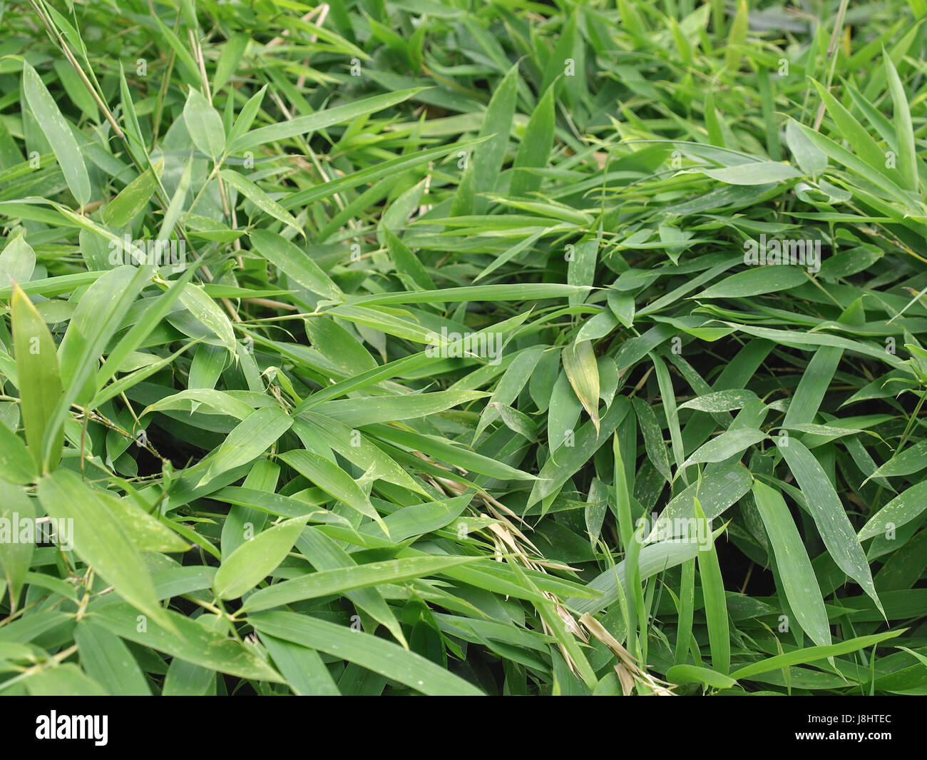 garden, cane, bamboo, backdrop, background, forest, leaves, foliage ...