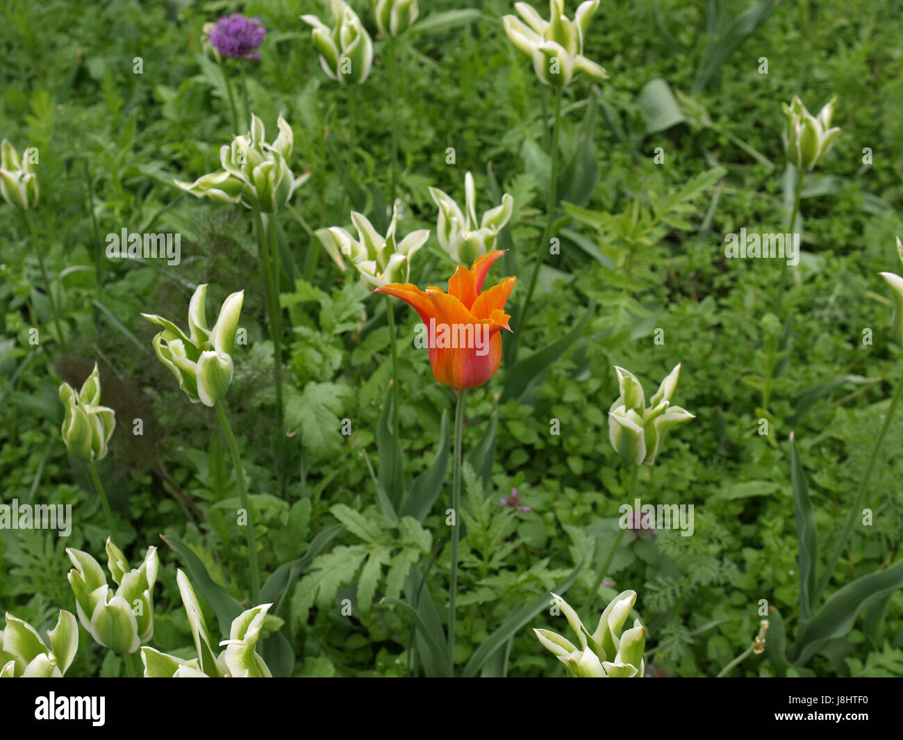flower, plant, tulips, leaf, art, model, design, project, concept, plan ...