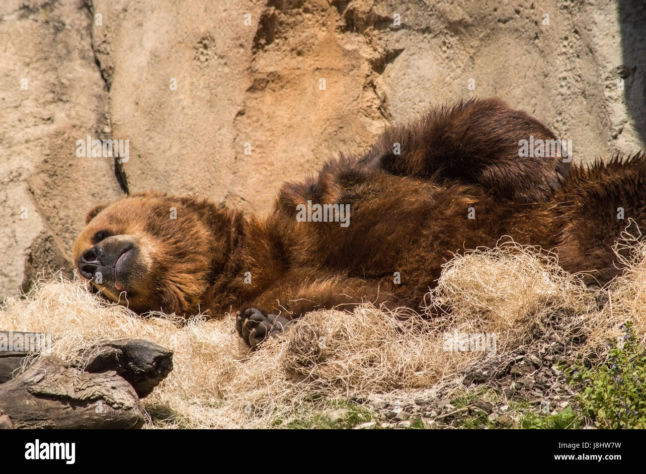 Grizzly Bear Sleeping In A Cave