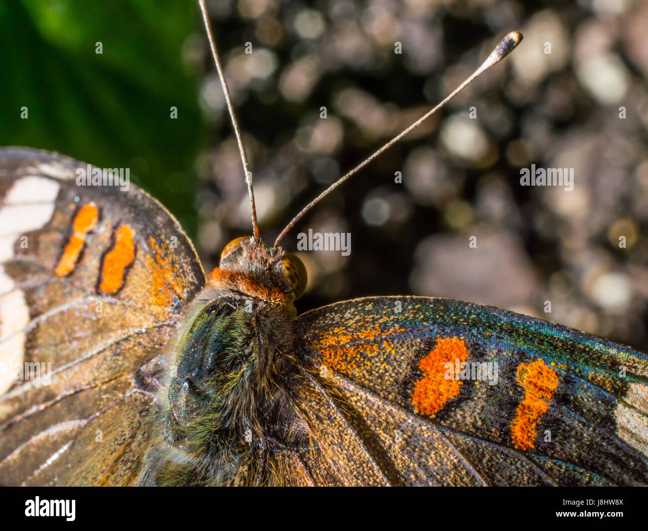 Macro image of Buckeye (Junonia coenia) butterfly Stock Photo - Alamy