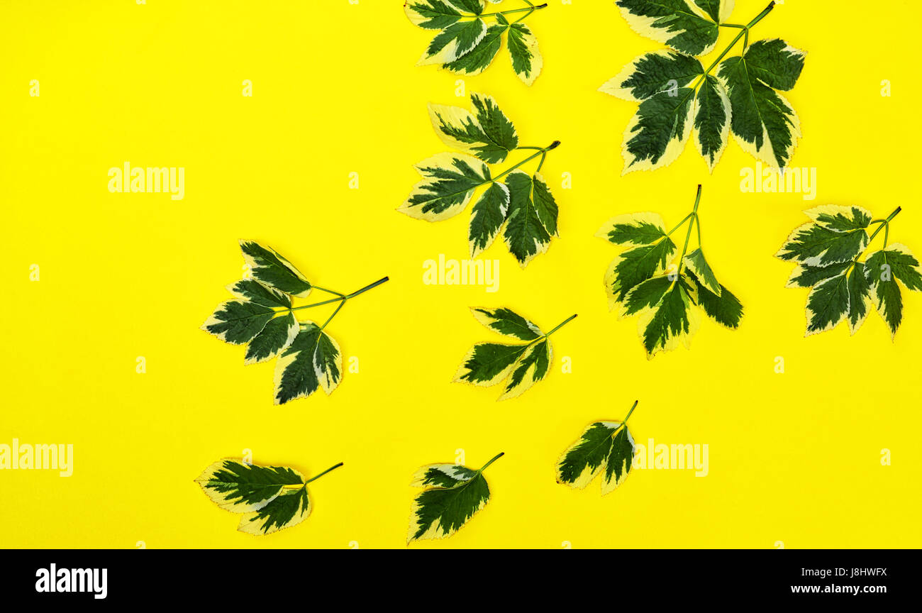 Abstract yellow background with green leaves Stock Photo - Alamy