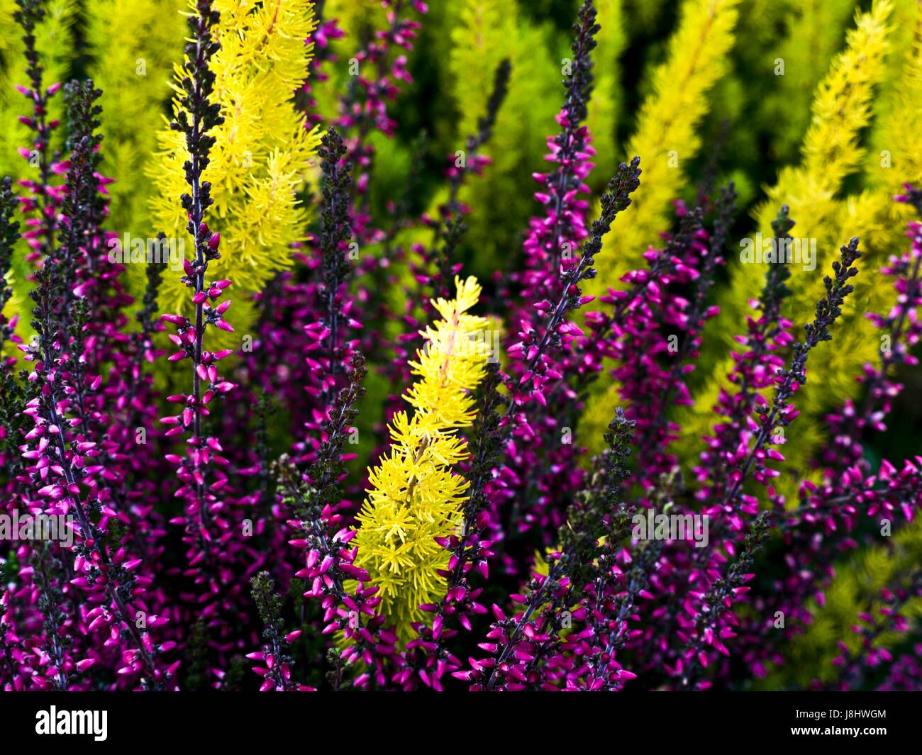 Erika green purple hi-res stock photography and images - Alamy