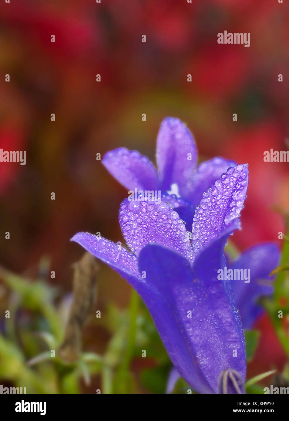 flower, plant, botany, bellflower, water drop, waterdrop, water, blue ...
