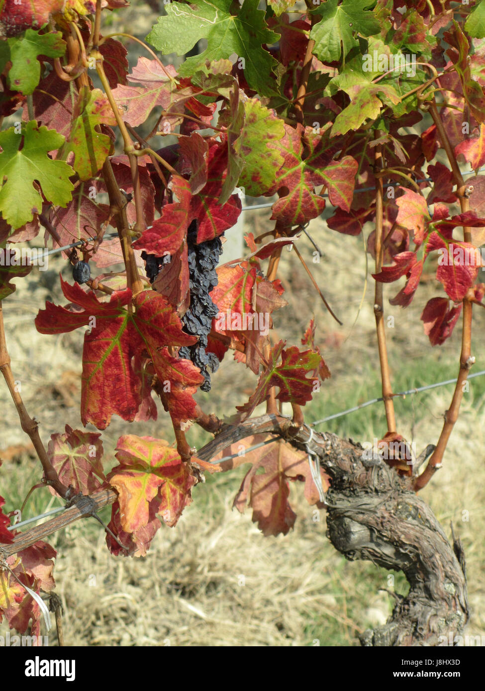 vine - vitis vinifera Stock Photo - Alamy