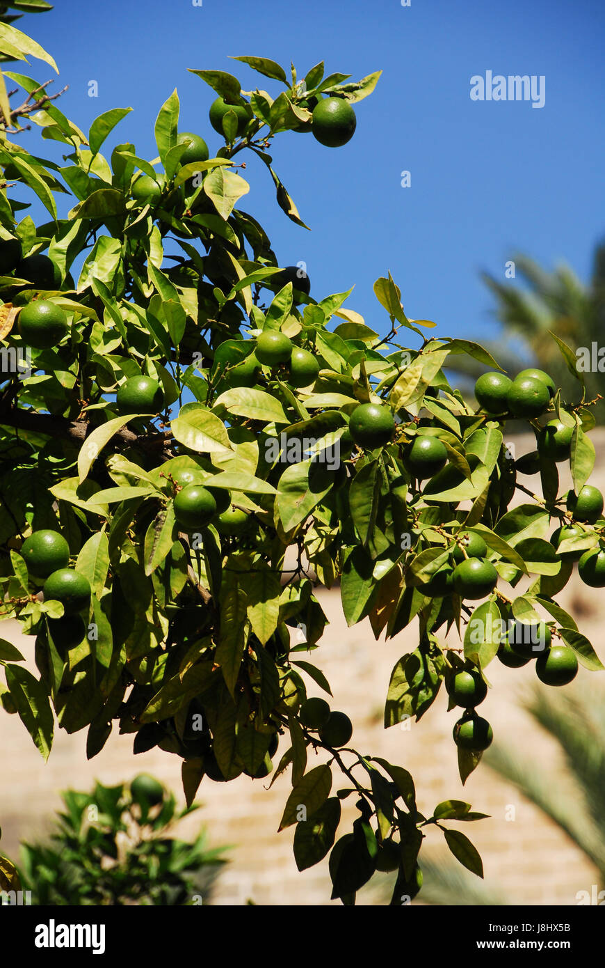 the lime tree Stock Photo - Alamy