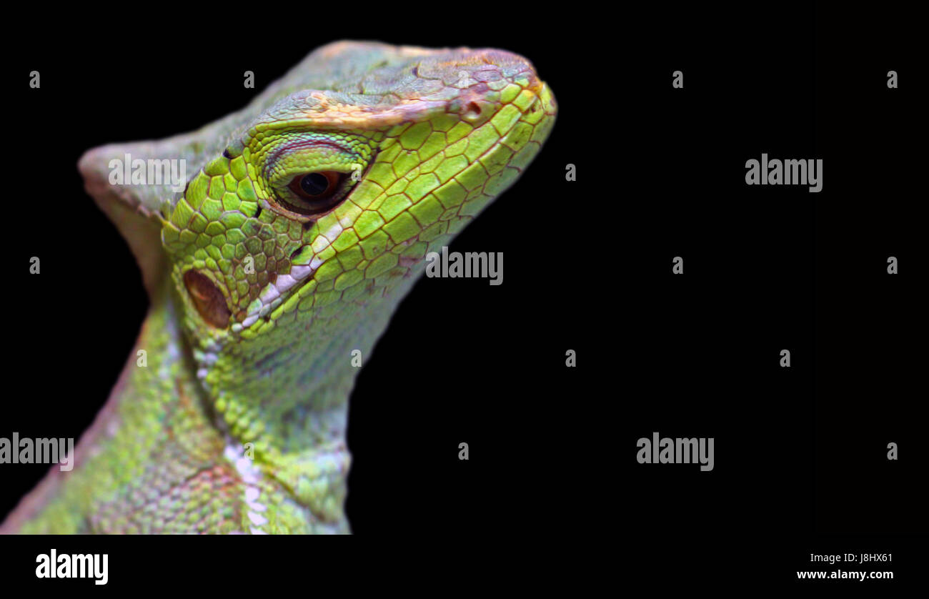 Crown basilisk hi-res stock photography and images - Alamy