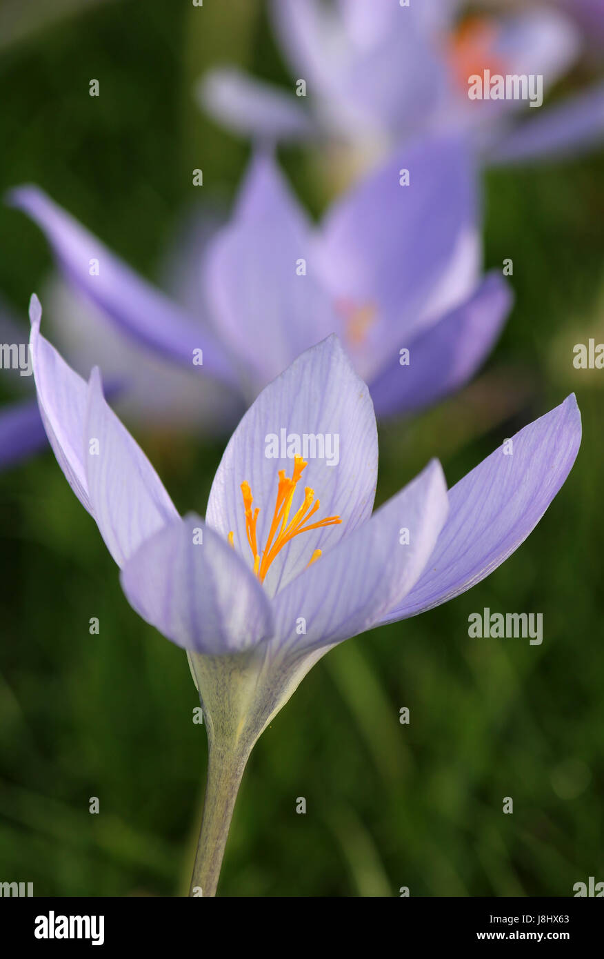 blue, leaf, flower, plant, green, leaves, crocus, crocuses, purple ...