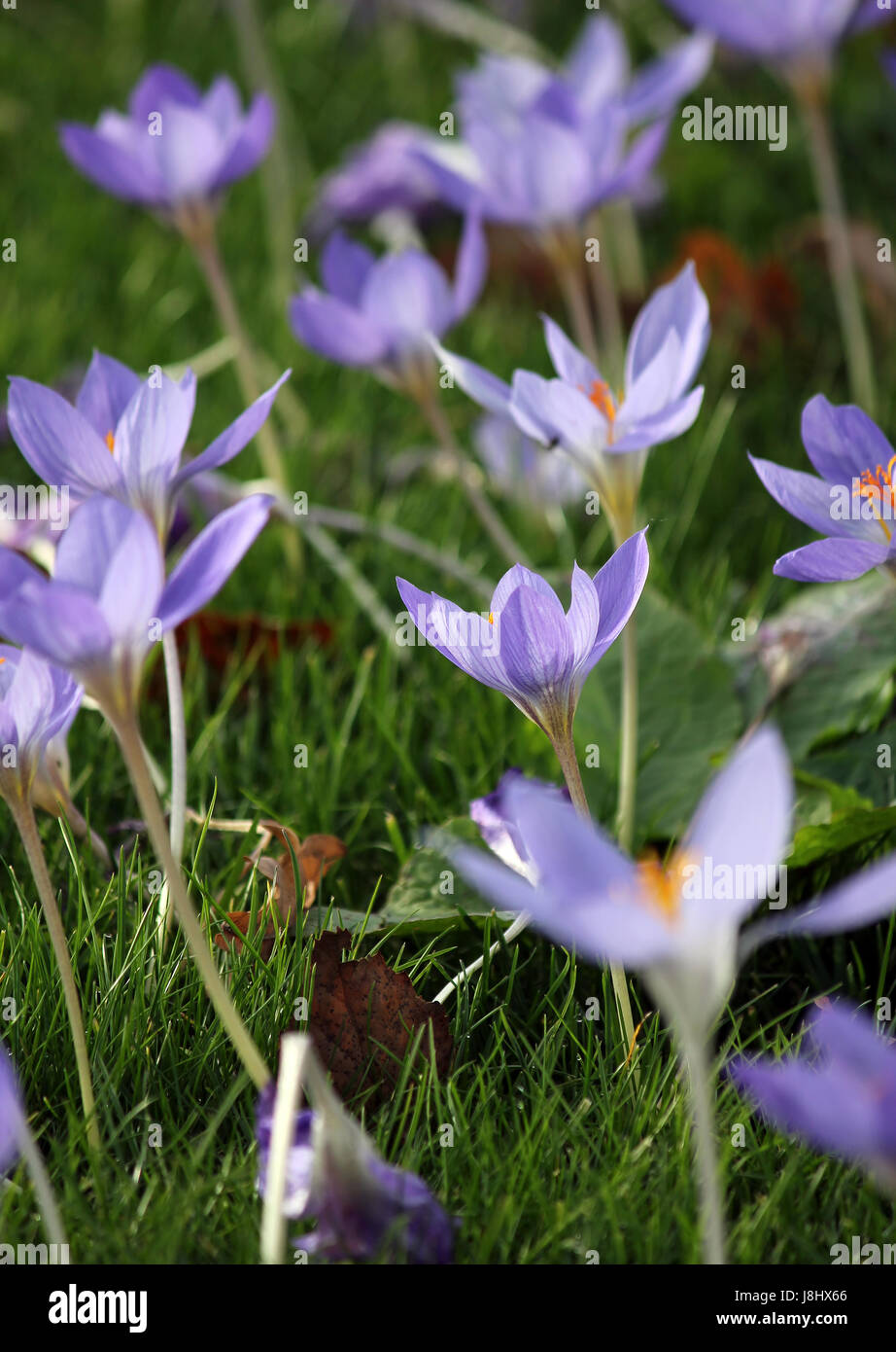 blue, leaf, flower, plant, green, leaves, grasses, crocus, crocuses ...
