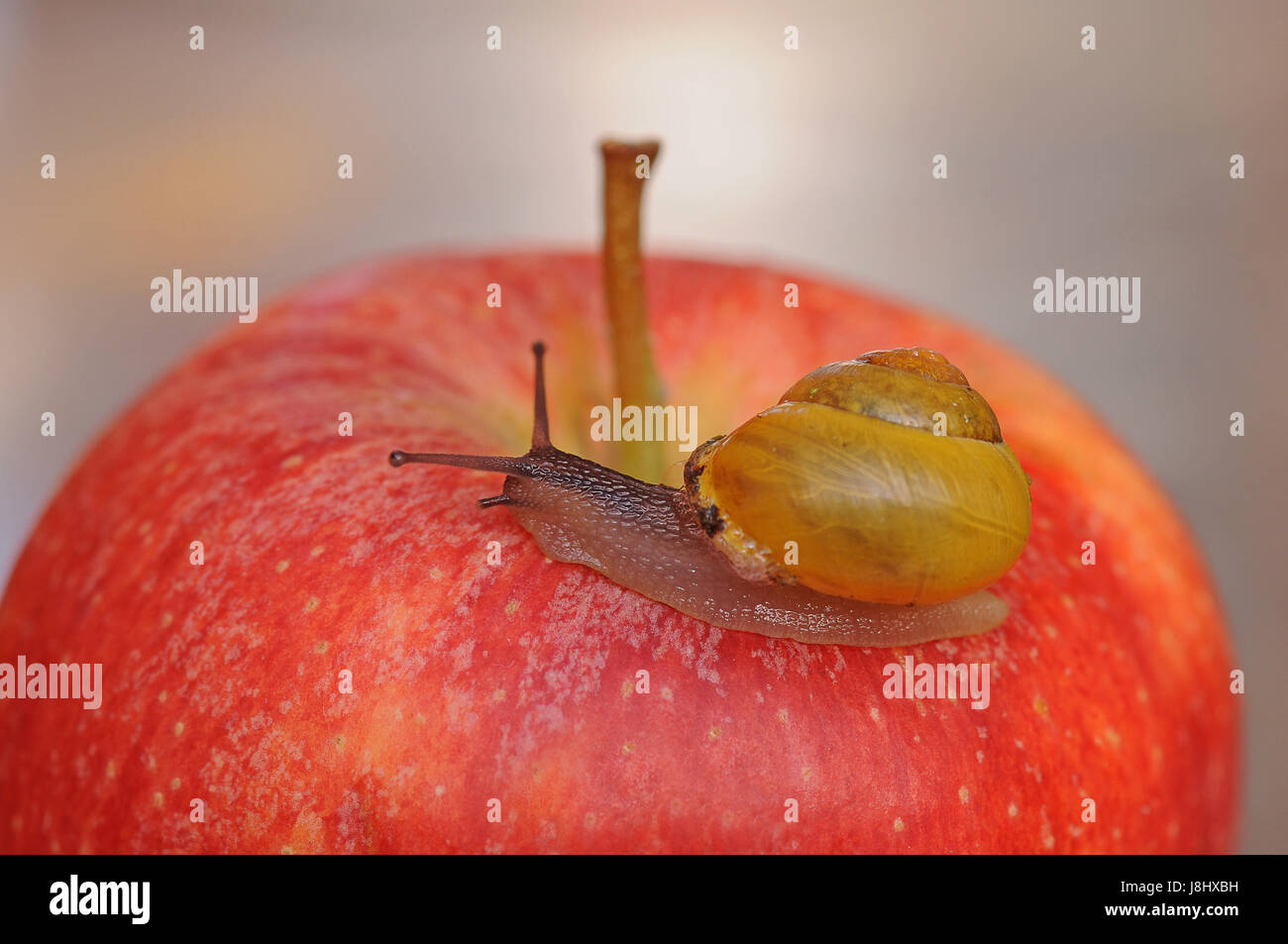 apples, apple, snail, mucous, snail shell, rise, climb, climbing ...