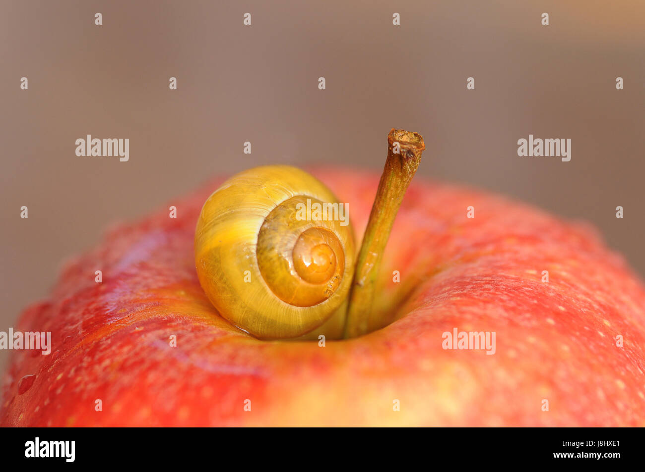 apple and worm Stock Photo - Alamy